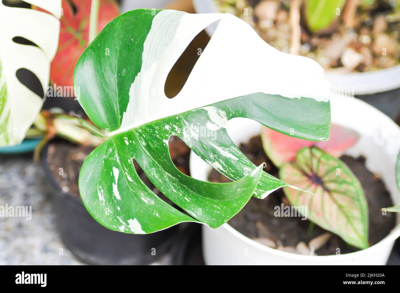 Monstera panaché Banque de photographies et d’images à haute résolution ...