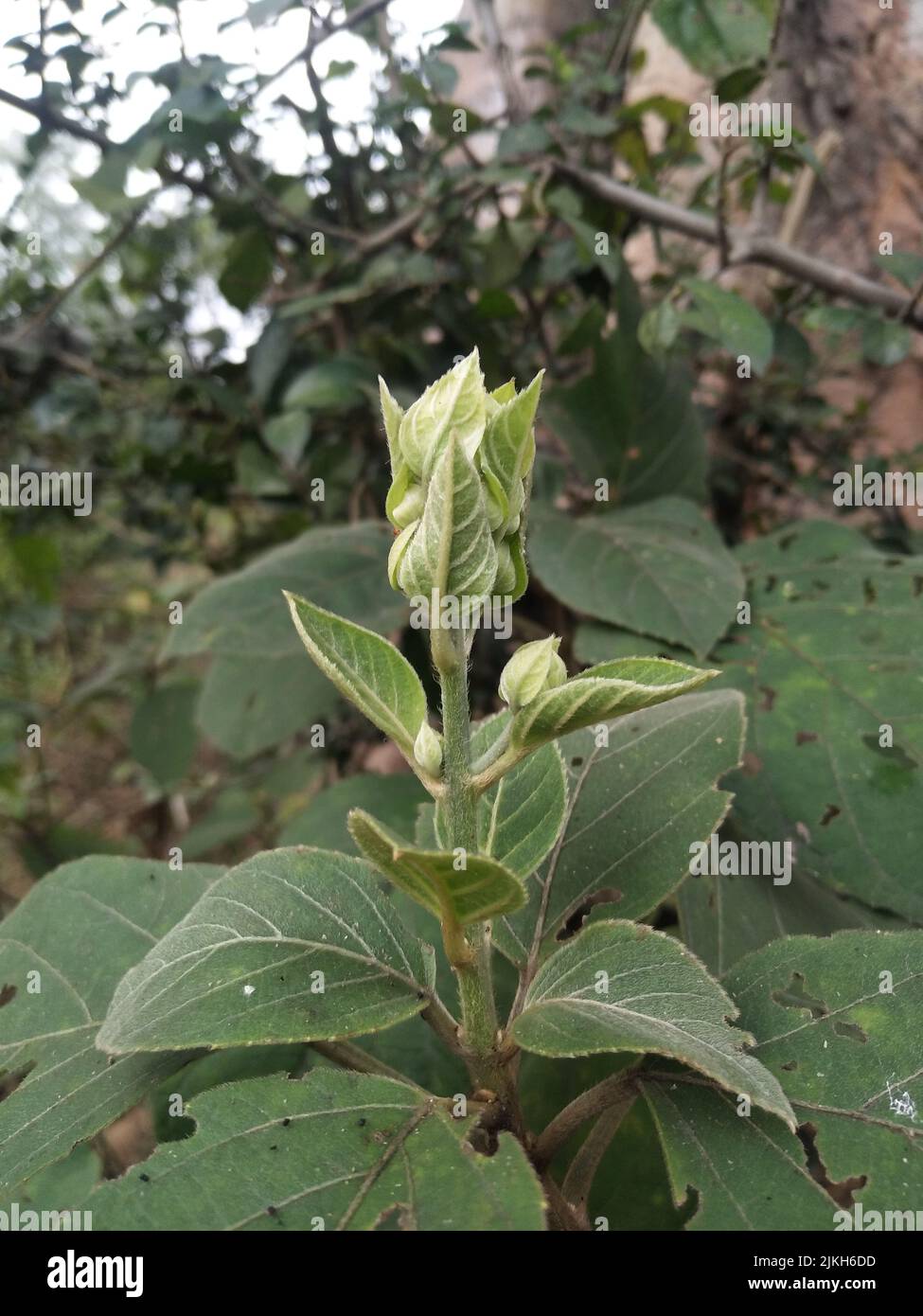 Clerodendrum malheureusement bourgeon de fleur se préparer ...