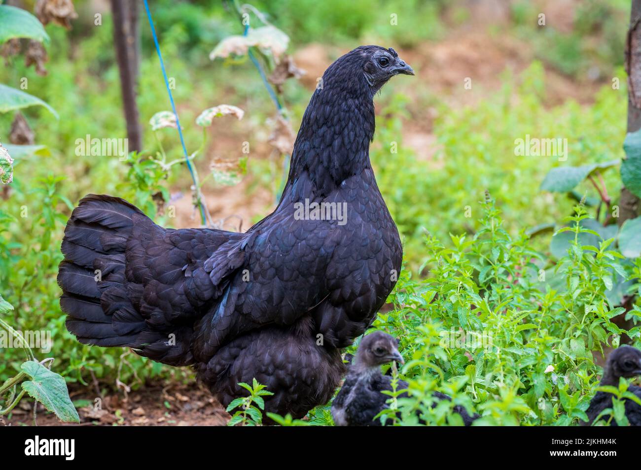 Black hen Banque de photographies et d’images à haute résolution - Alamy