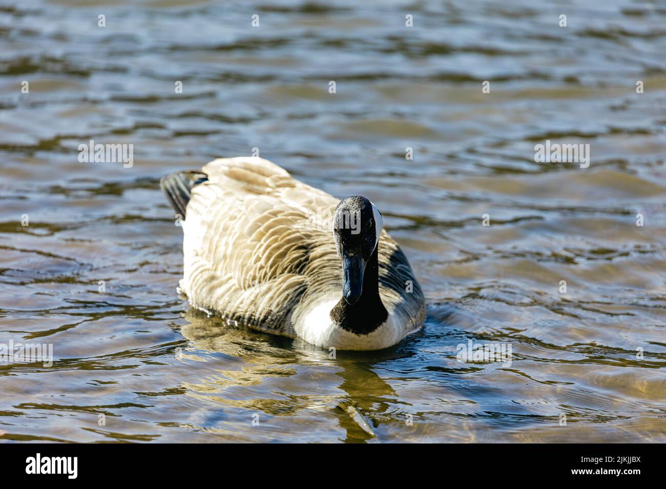 The Canada goose, or Canadian goose, is a large wild goose with a black ...
