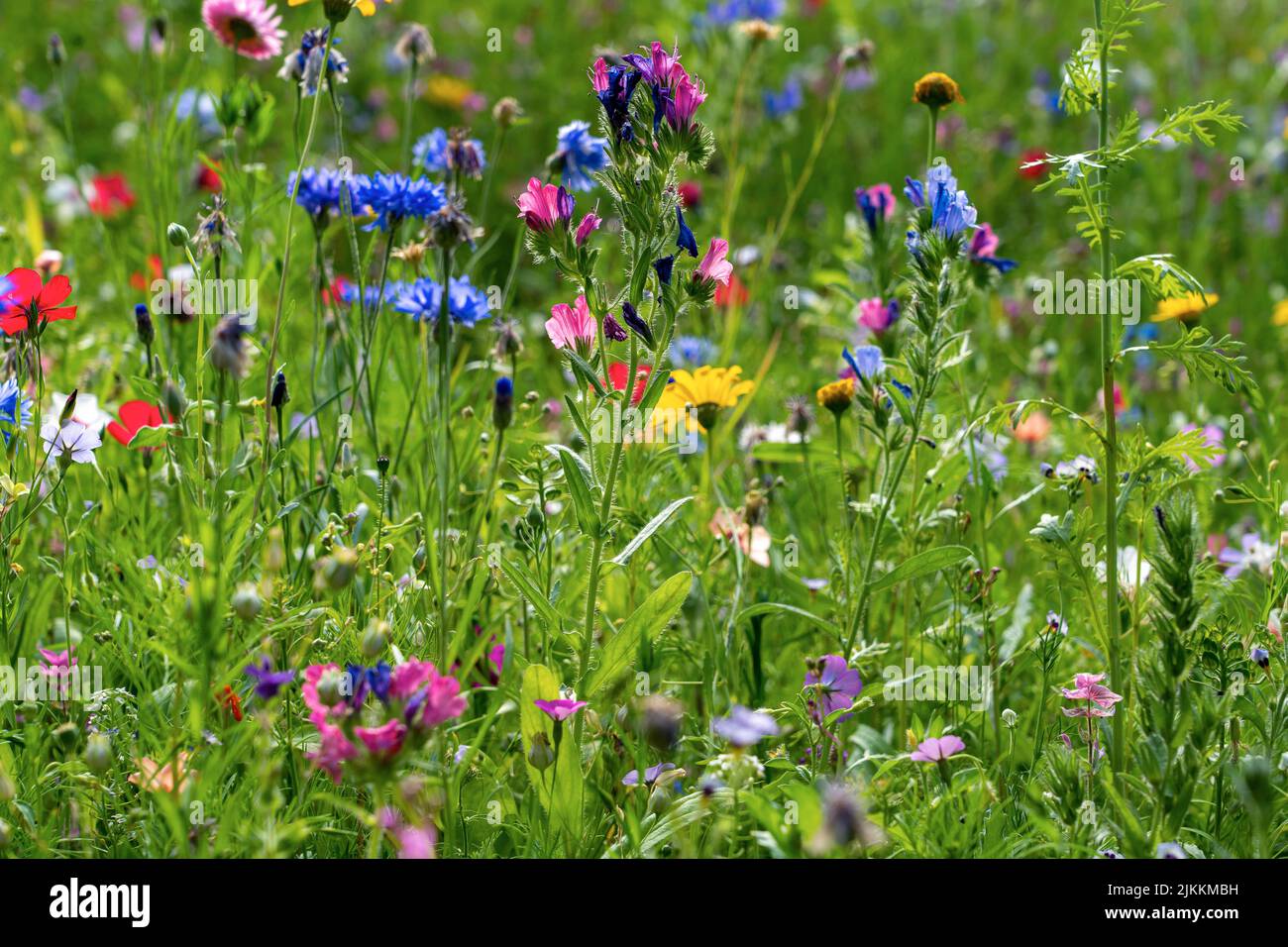 Les types de fleurs Banque de photographies et d’images à haute ...