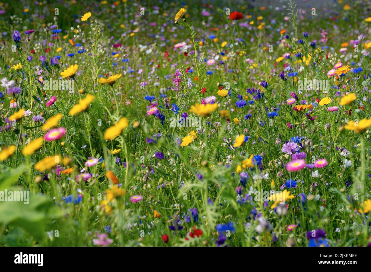 Les types de fleurs Banque de photographies et d’images à haute ...