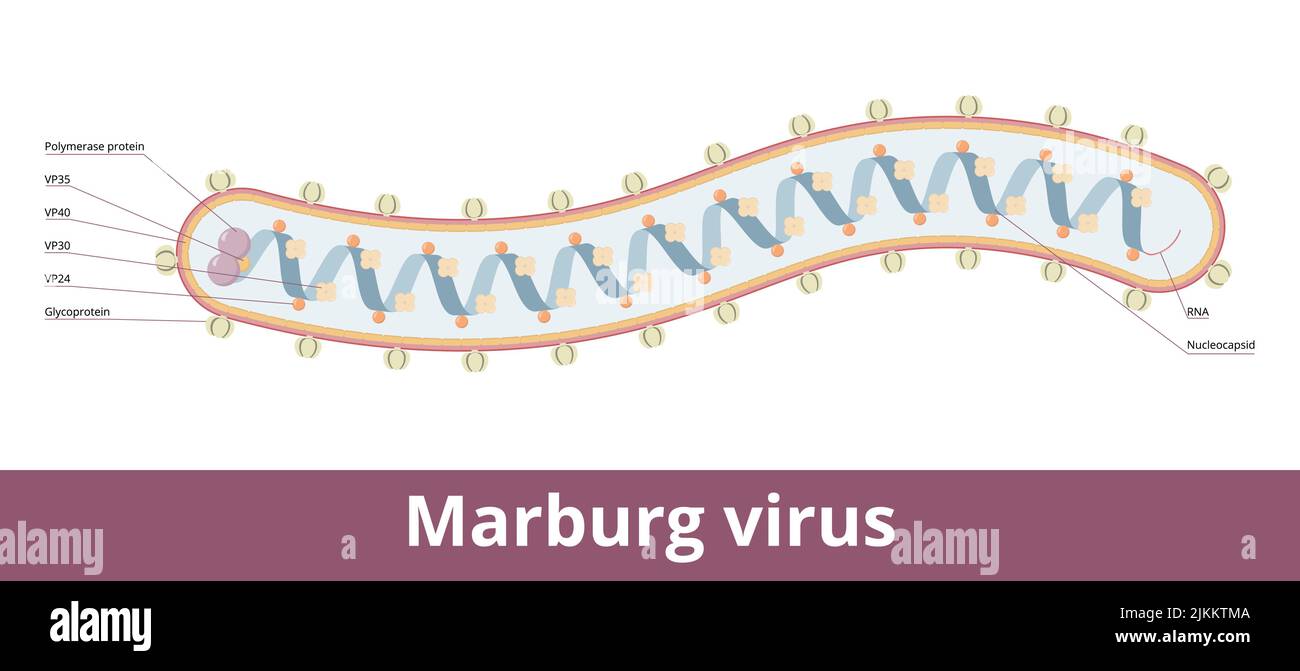 Virus de Marburg. Virus de la fièvre hémorragique de la famille des Filoviridae. La ...