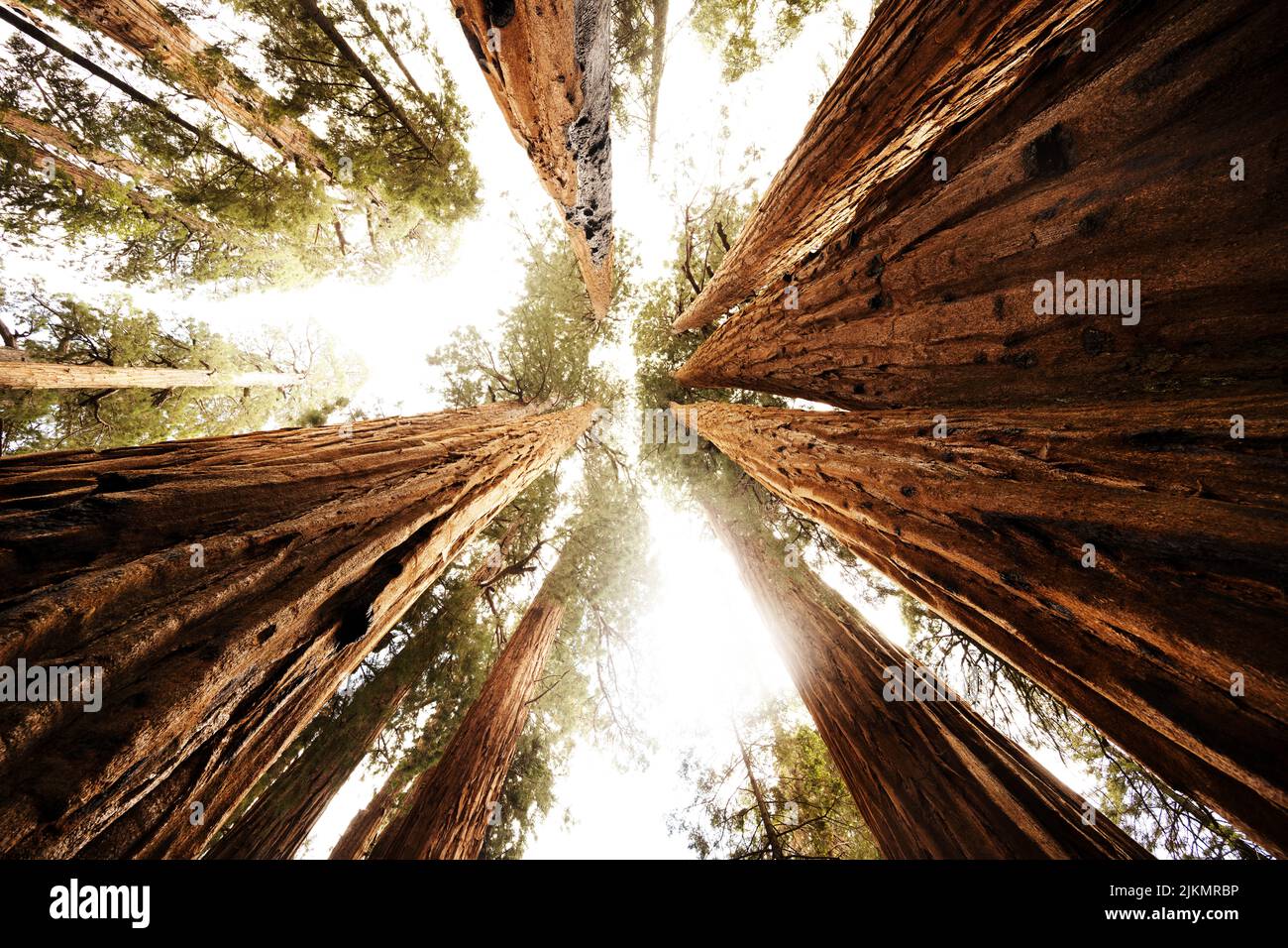 Redwoods tree house Banque de photographies et d’images à haute ...