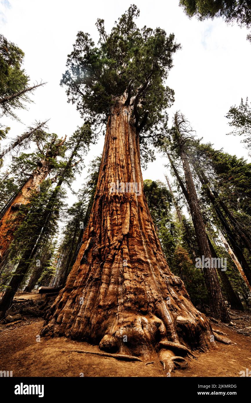 A giant sequoia Banque de photographies et d’images à haute résolution ...