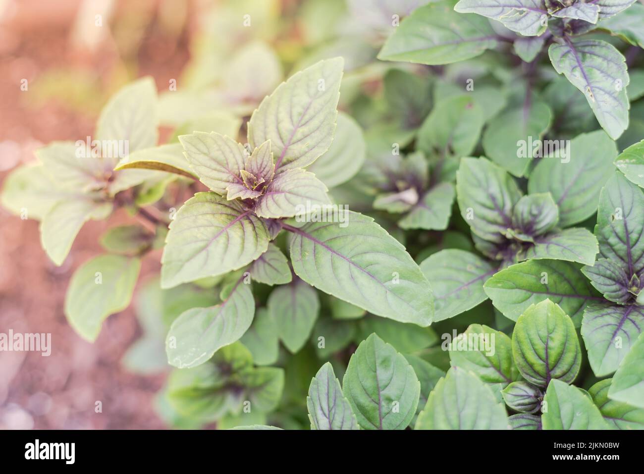 Basilic africain Banque de photographies et d’images à haute résolution ...