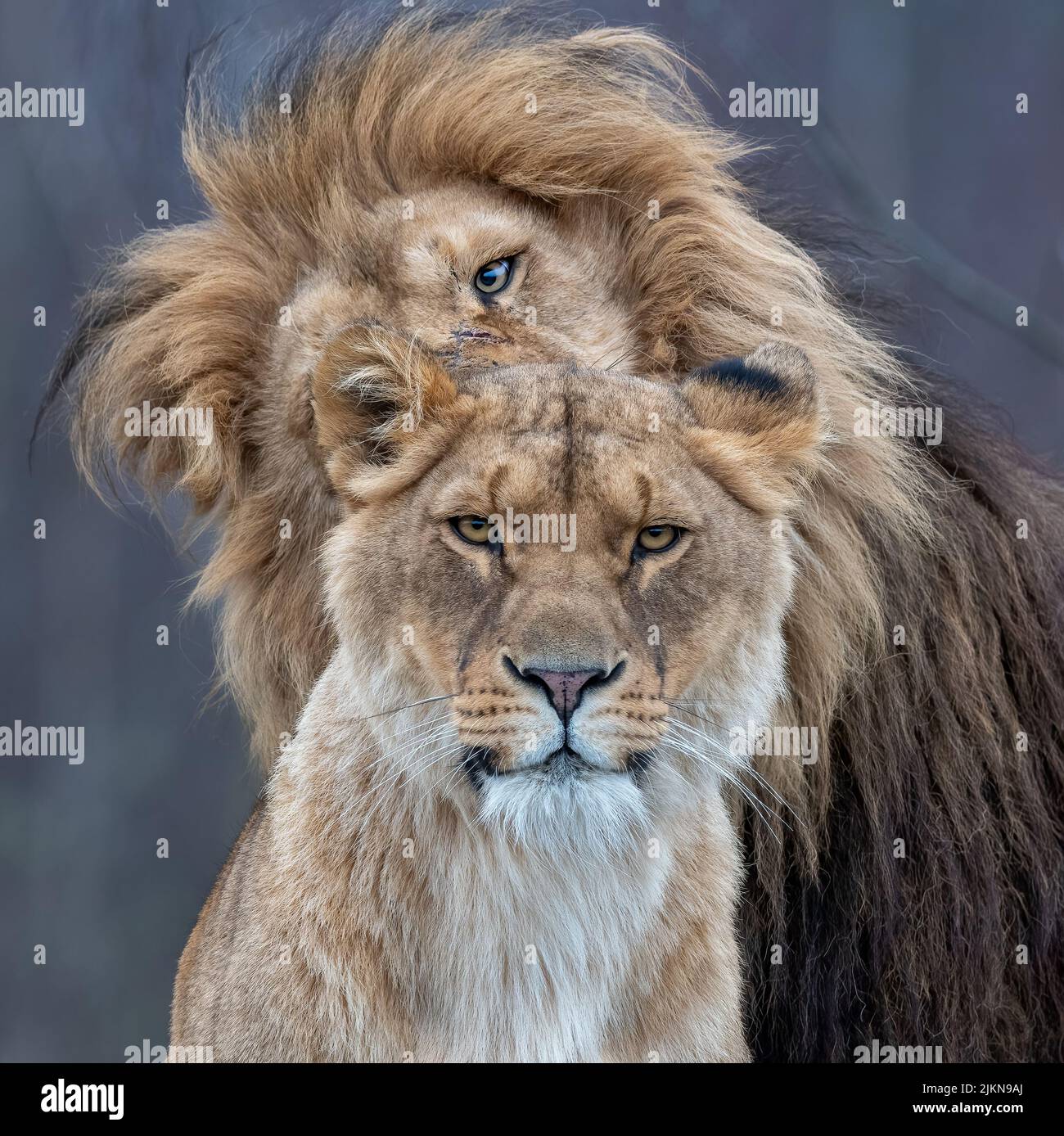 Un lion africain et une lionne regardant la caméra sur un arrière-plan ...