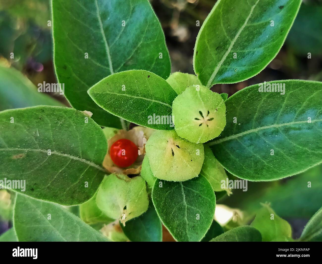 Ashwagandha plante médicinale utilisée dans les médecines ayurvédiques ...