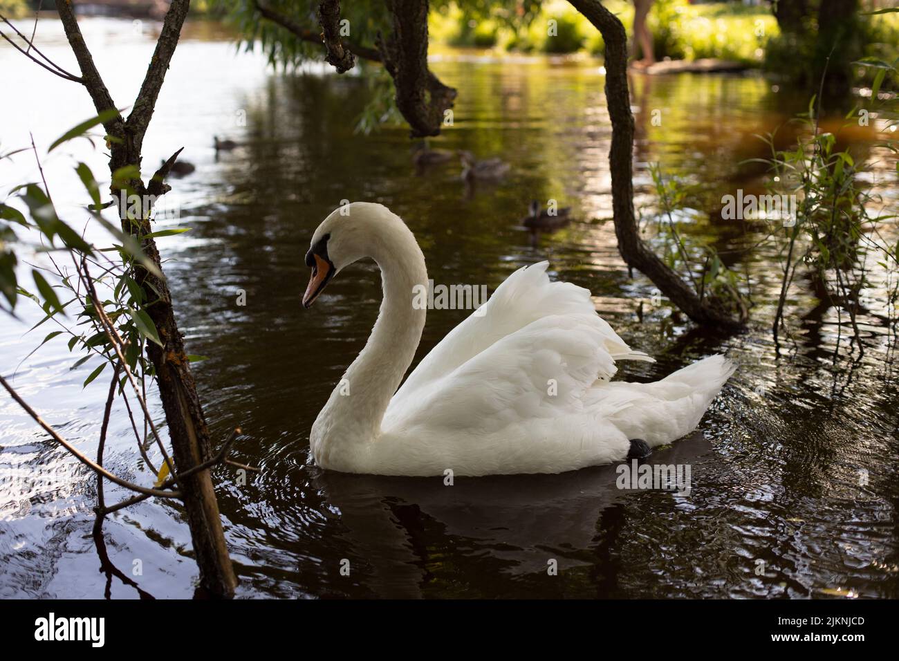 Cygne blanc dans l'eau. Cygne dans l'étang. Oiseau dans le parc. Détails de la faune Photo Stock ...