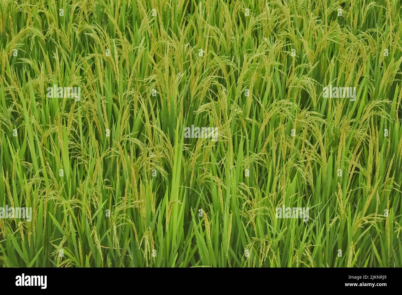 Plante de riz vert Banque de photographies et d’images à haute ...