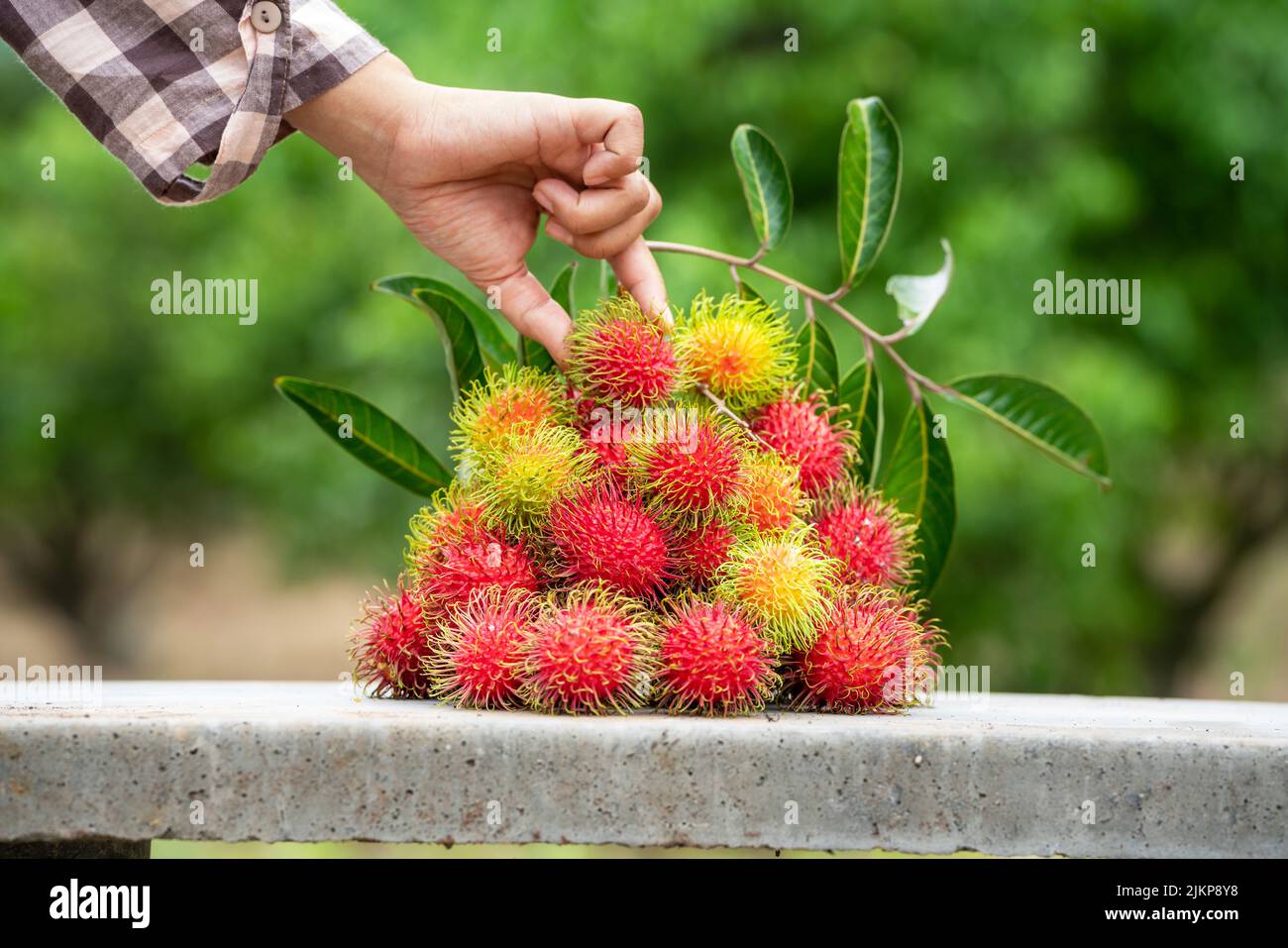 La pile de Rambutan doux délicieux fruit avec feuille sur le vert arbre ...