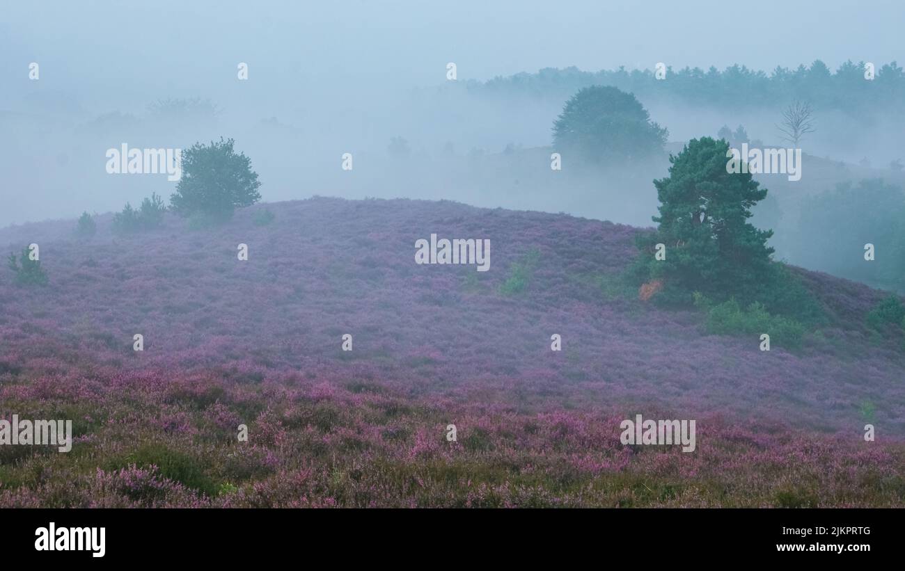Parc national de Posbank Veluwe, bruyère rose pourpre en fleur ...