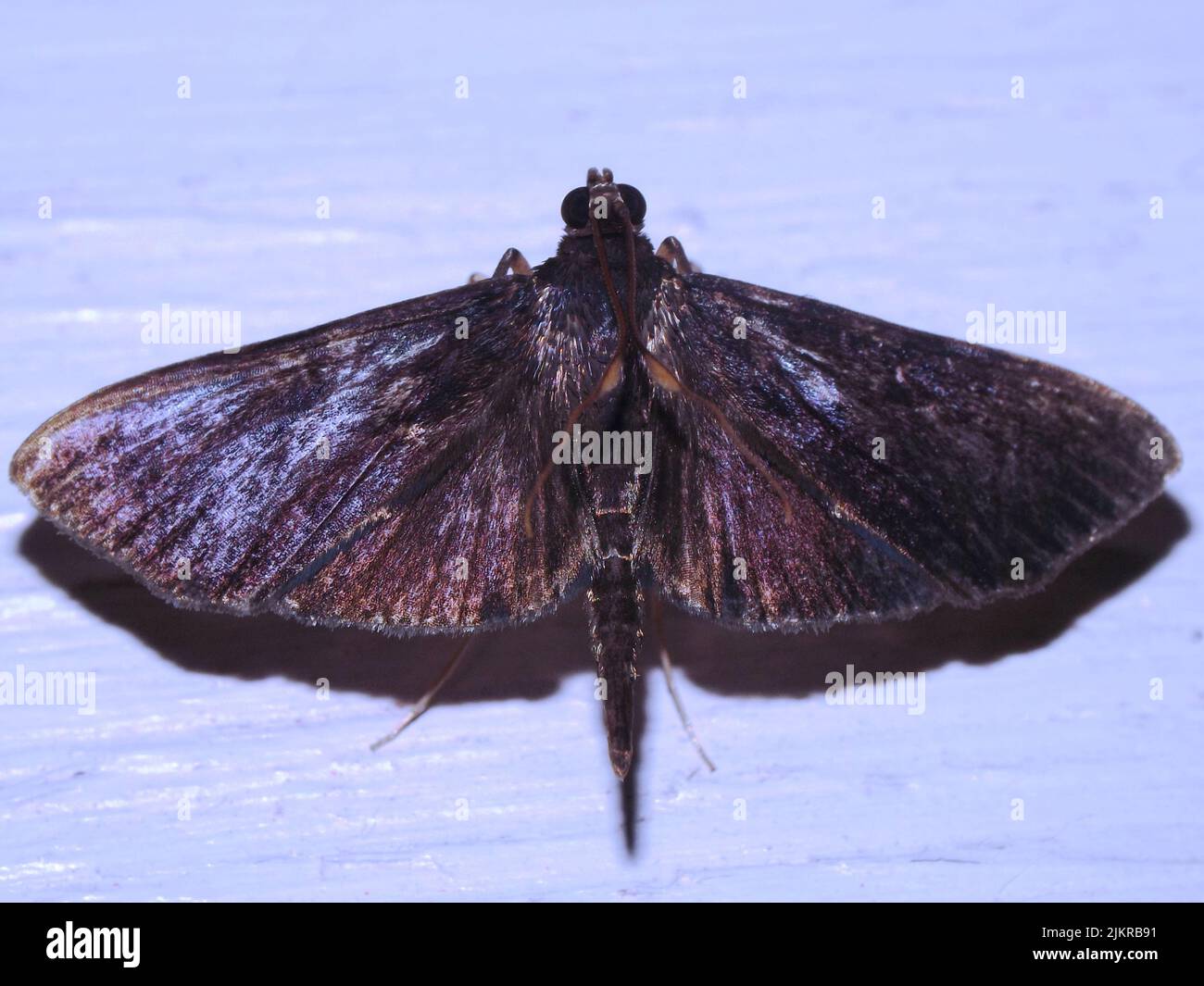 Une espèce de crambidae; des espèces de Spilomelinae - Omiodes isolées ...