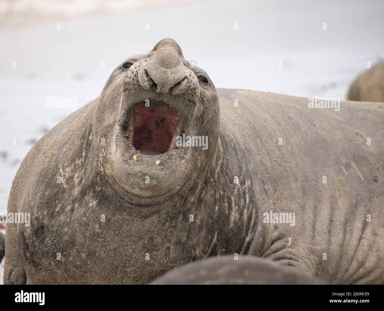 L'éléphant du sud (Mirounga leonina) est la plus grande des espèces de ...