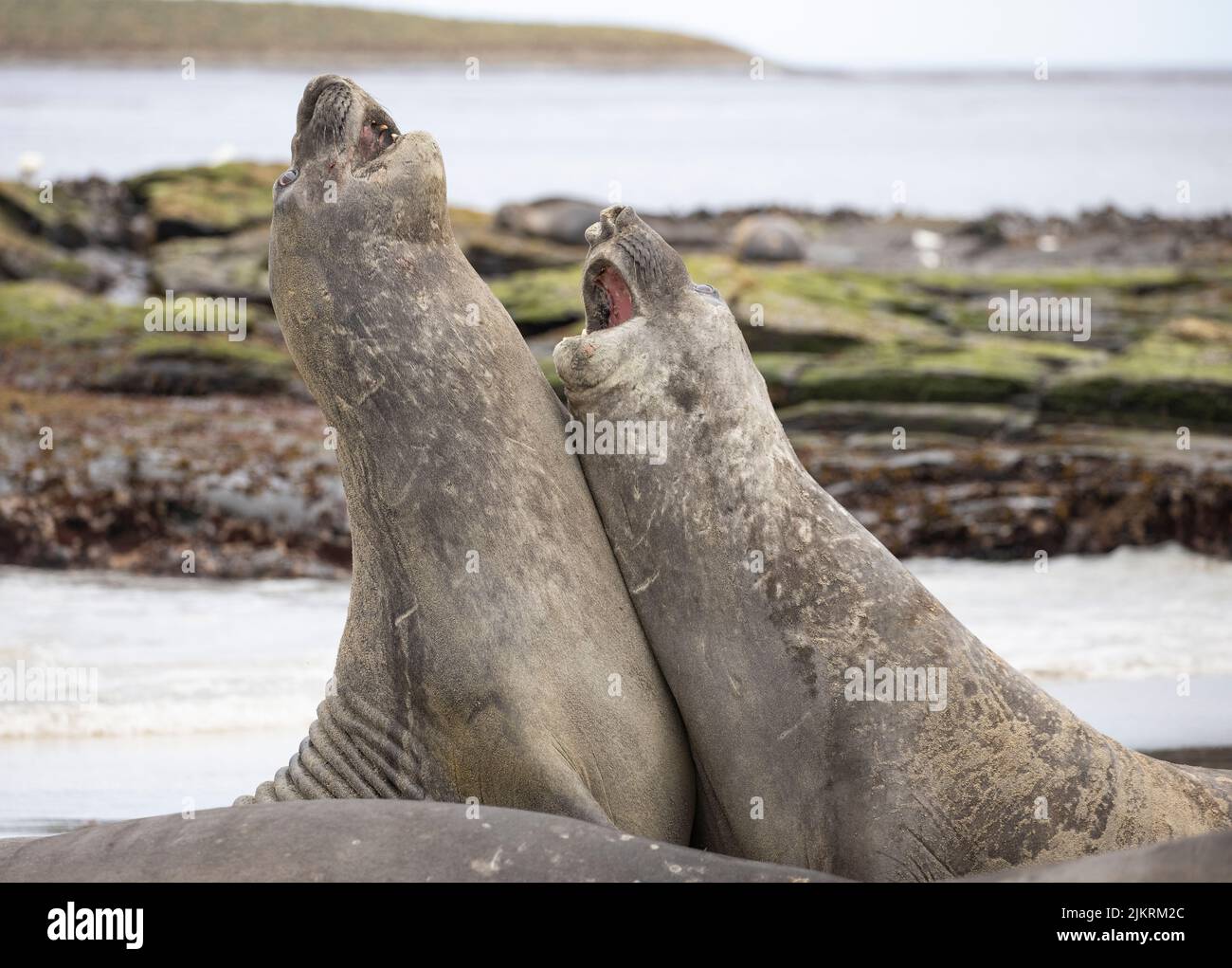 L'éléphant du sud (Mirounga leonina) est la plus grande des espèces de ...