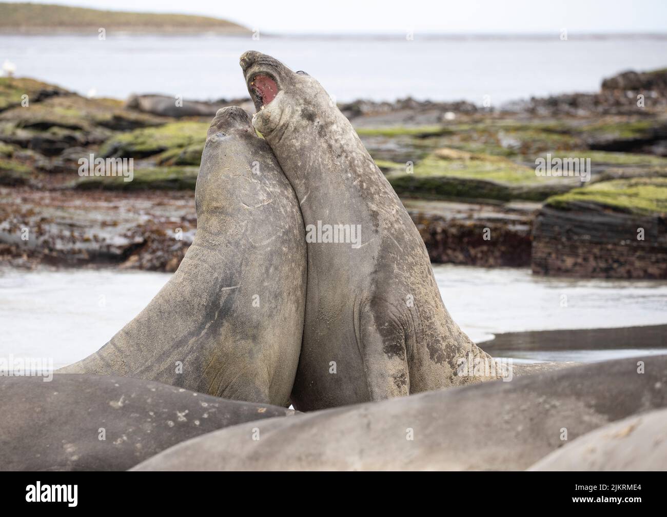 L'éléphant du sud (Mirounga leonina) est la plus grande des espèces de ...