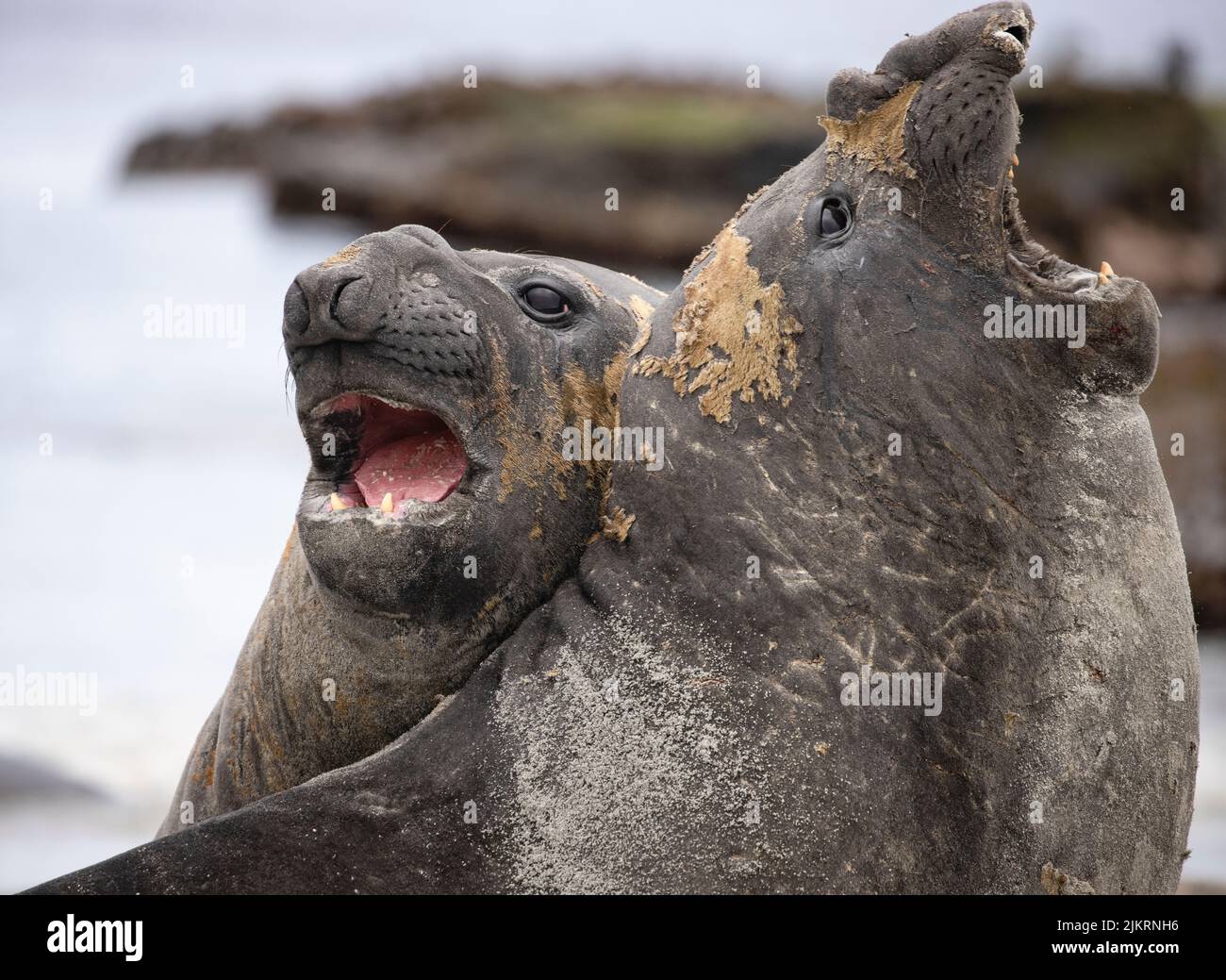 L'éléphant du sud (Mirounga leonina) est la plus grande des espèces de ...
