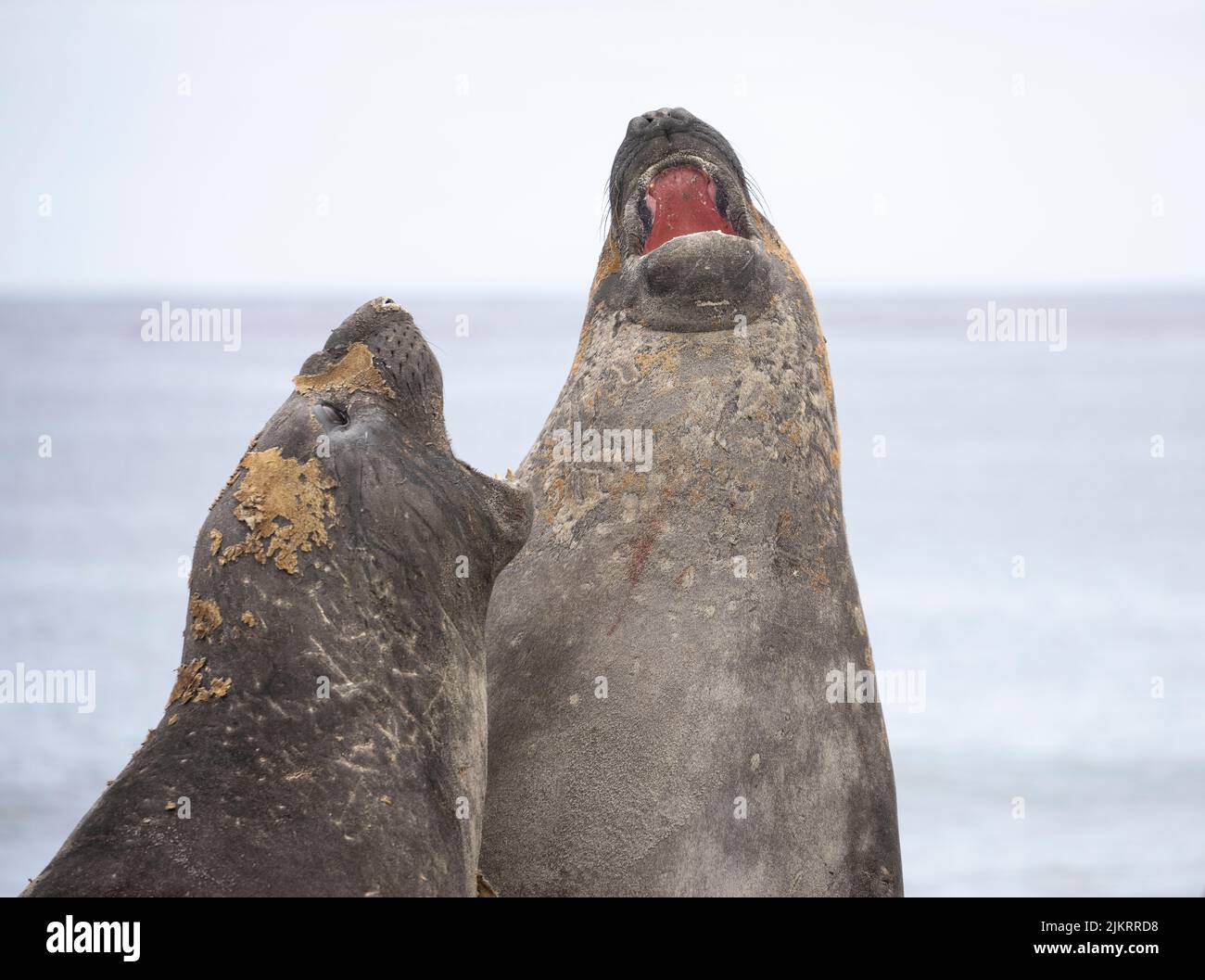 L'éléphant du sud (Mirounga leonina) est la plus grande des espèces de ...