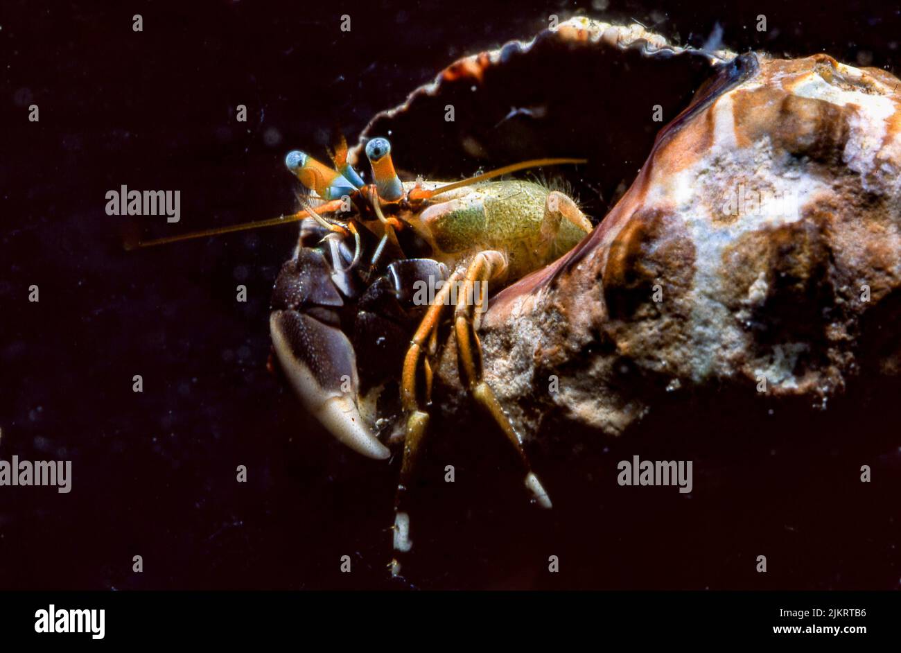 Crabe ermite aux yeux bleus Banque de photographies et d’images à haute ...
