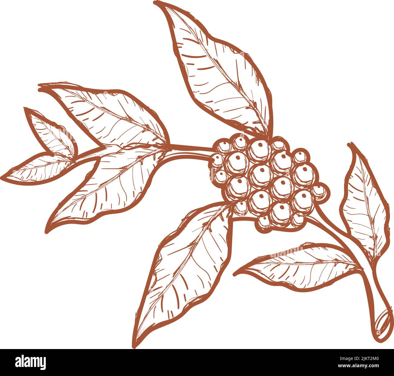 Seeds of coffee tree Banque d'images vectorielles - Alamy