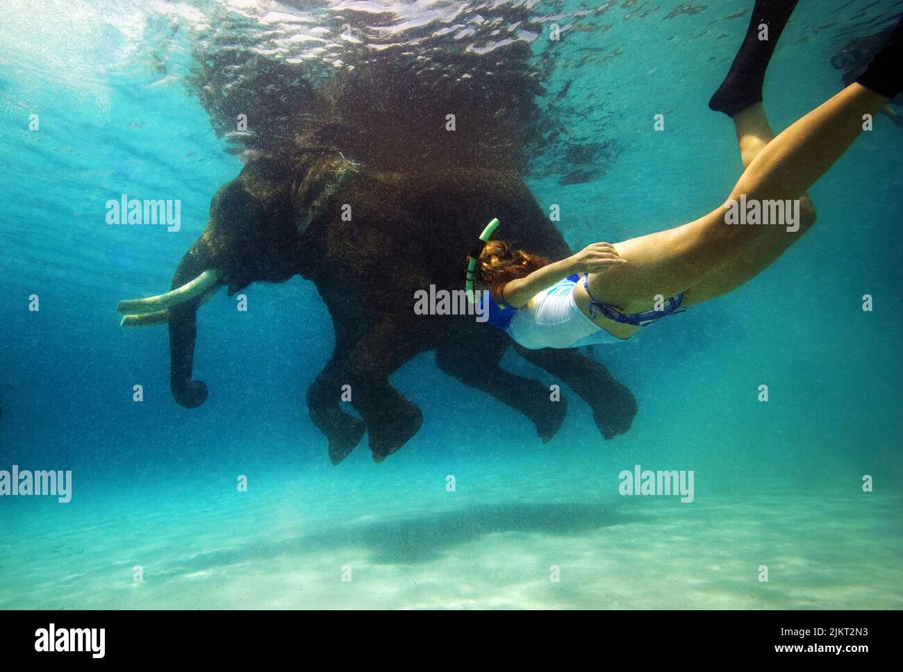 Elephant Freedve - Jacqueline Russell plonge avec Rajan le célèbre éléphant de plongée libre ...