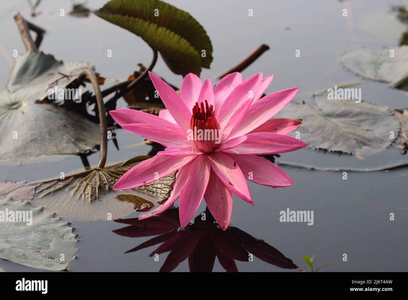 Belle fleur rose de nénuphars, plante d'eau avec réflexion dans un ...