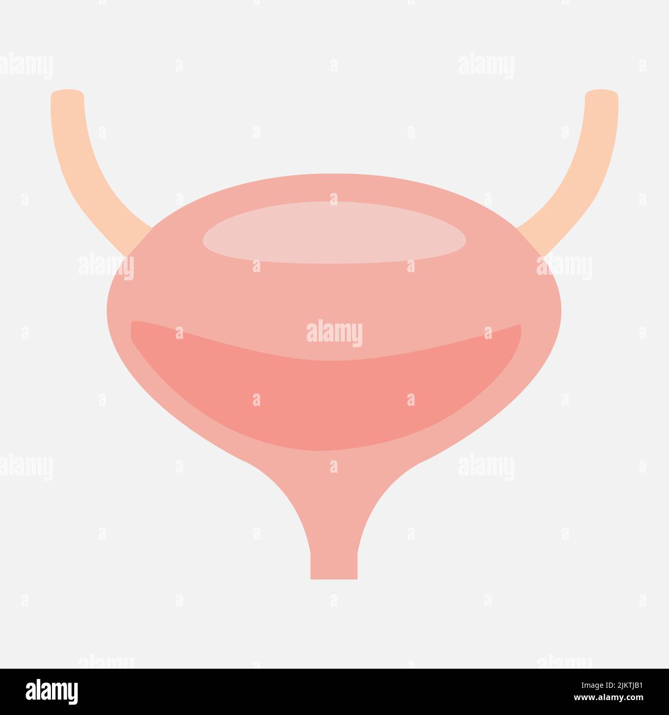 Anatomie de la vessie Banque d'images vectorielles - Alamy
