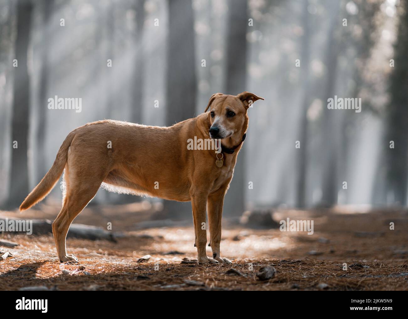Dingo américain Banque de photographies et d’images à haute résolution ...
