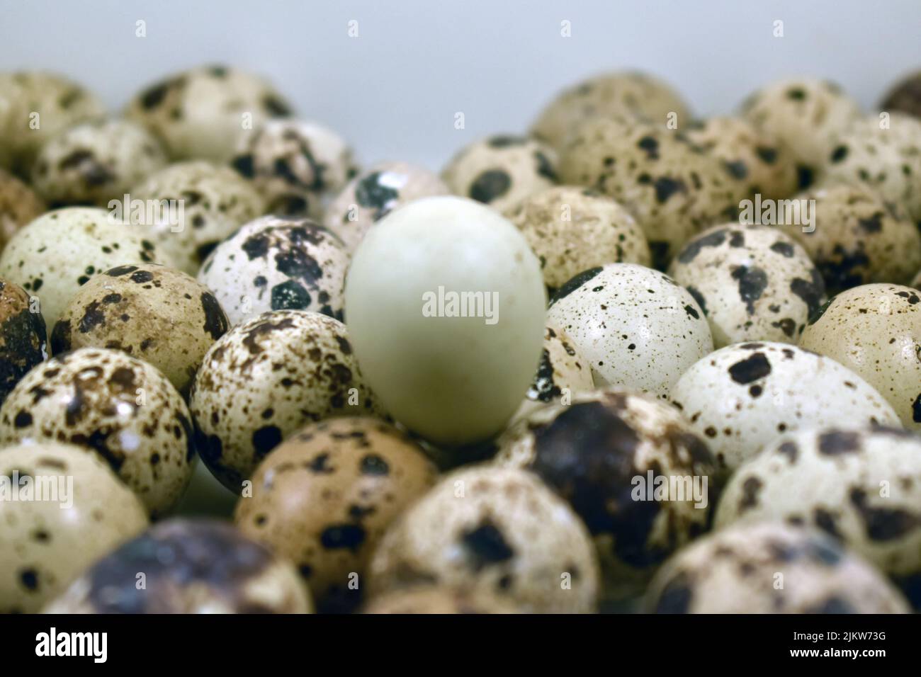Groupe, ensemble de petits œufs de caille bio pelés et non pelés ...