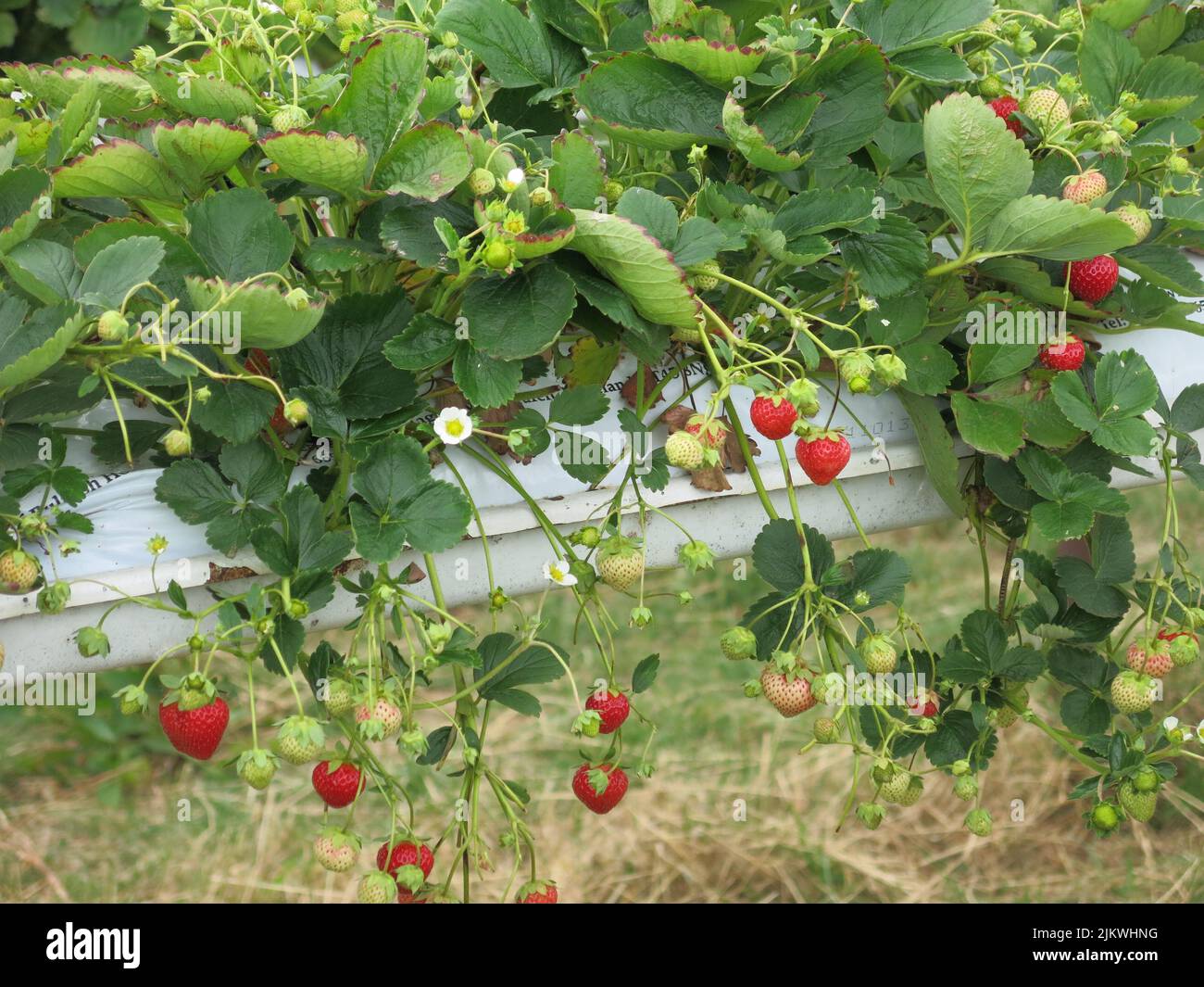 Les fraises rouges prêtes à être cueillir tombent des creux en ...