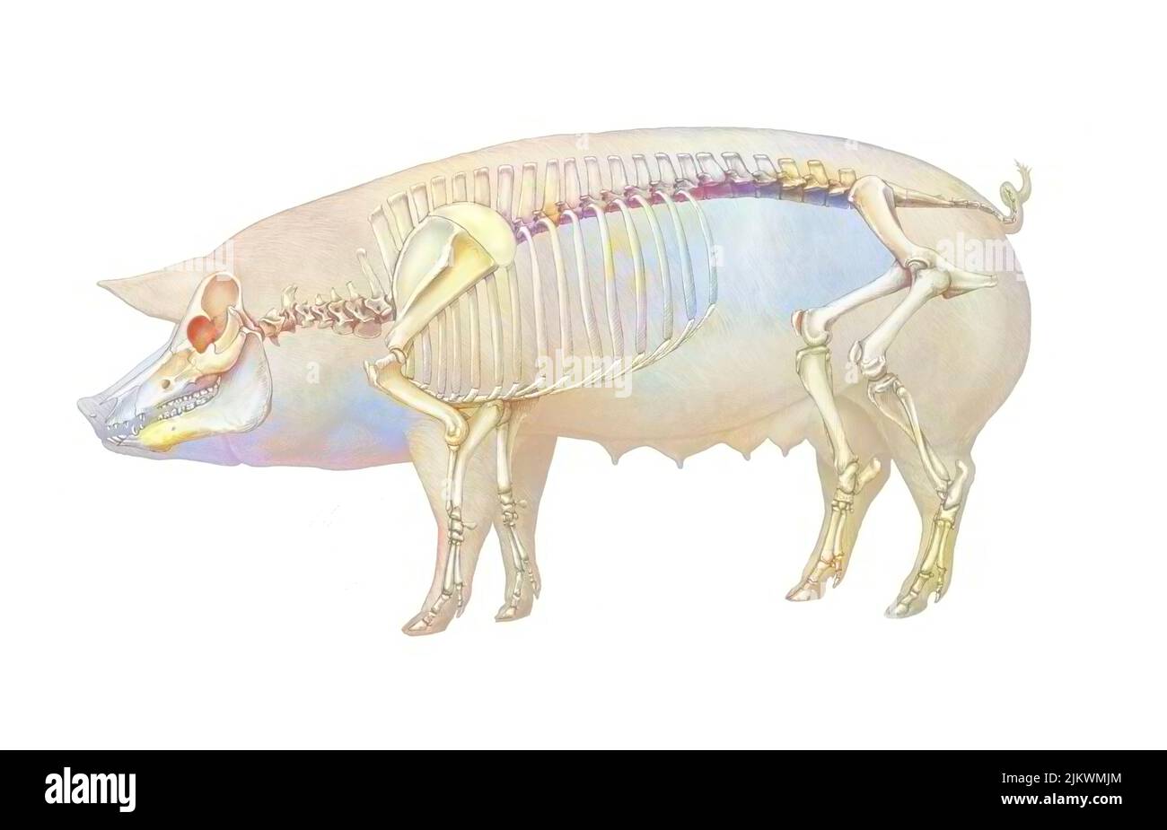 Anatomie du porc avec son système osseux Photo Stock - Alamy