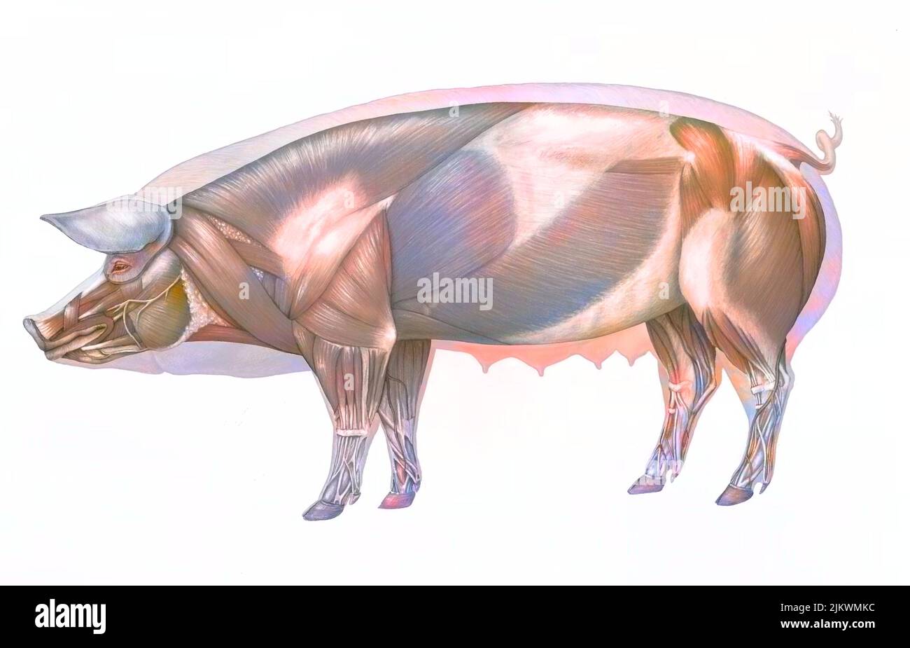 Anatomie du porc avec son système musculaire Photo Stock - Alamy