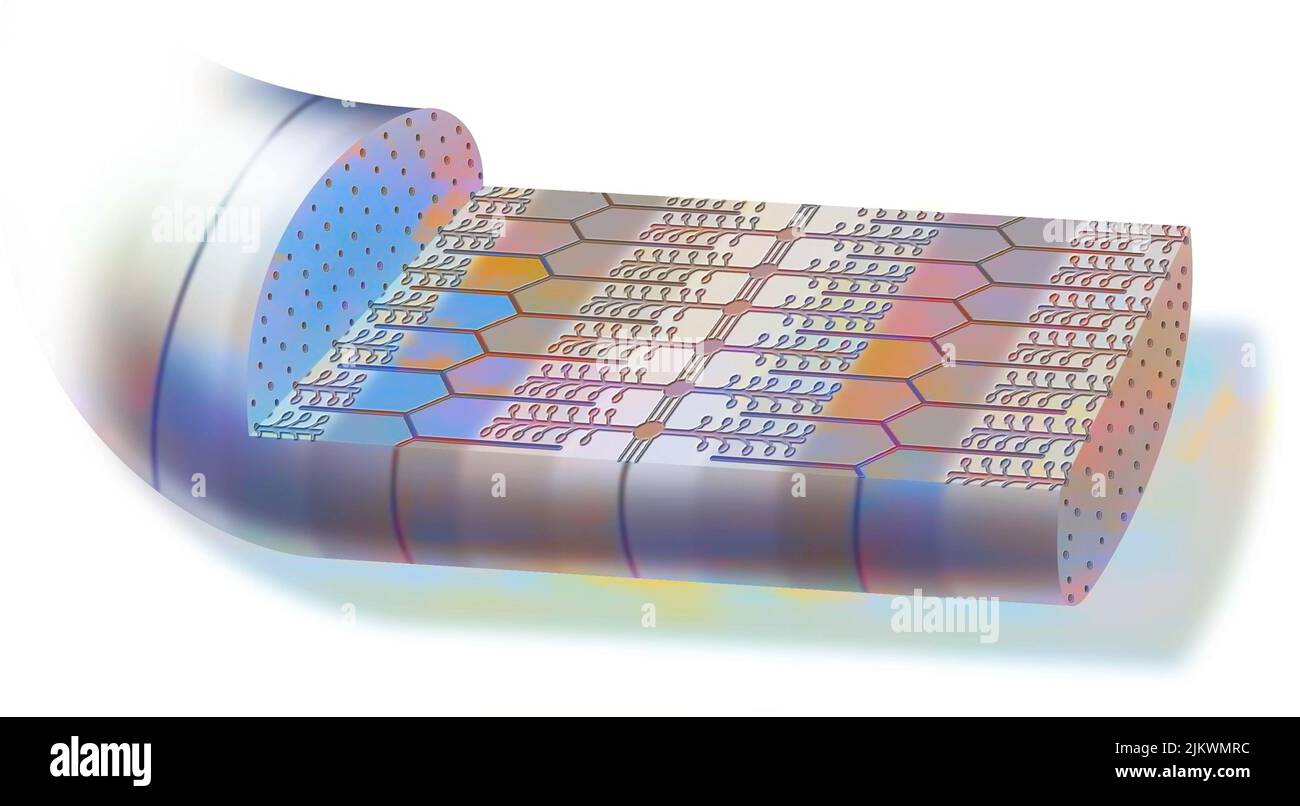 Myofibrill contracté, composé de myofilaments et de protéines ...