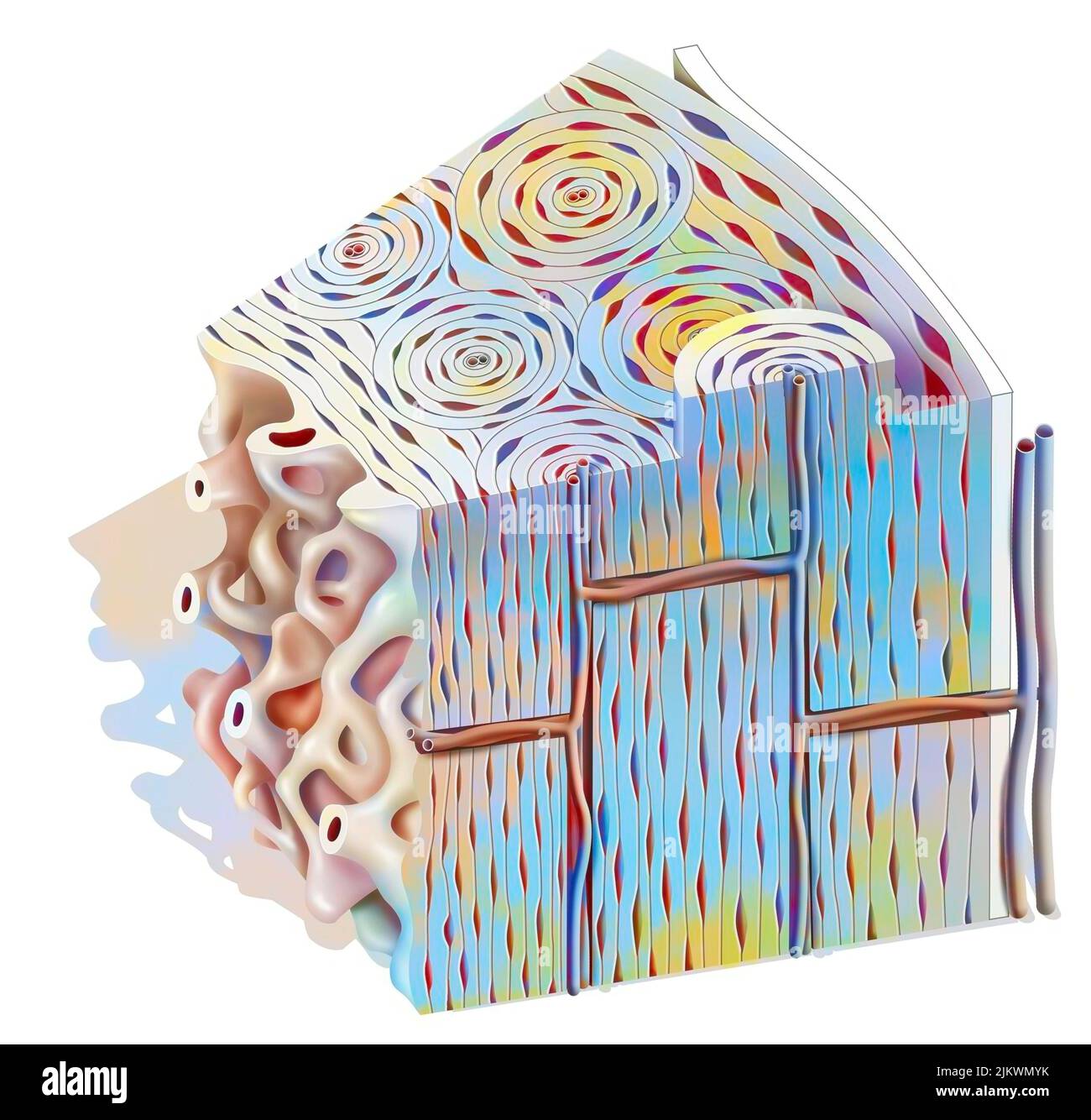 Tissu osseux lamellaire Banque de photographies et d’images à haute ...