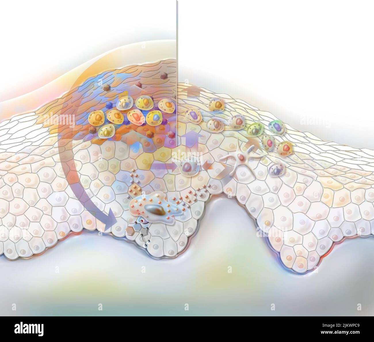 Condylomes génitaux Banque de photographies et d’images à haute ...