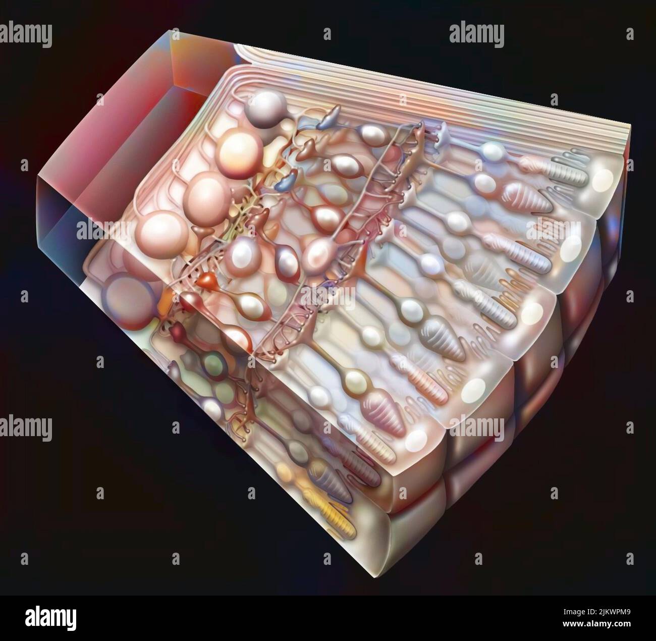 Retinal ganglion cell Banque de photographies et d’images à haute ...