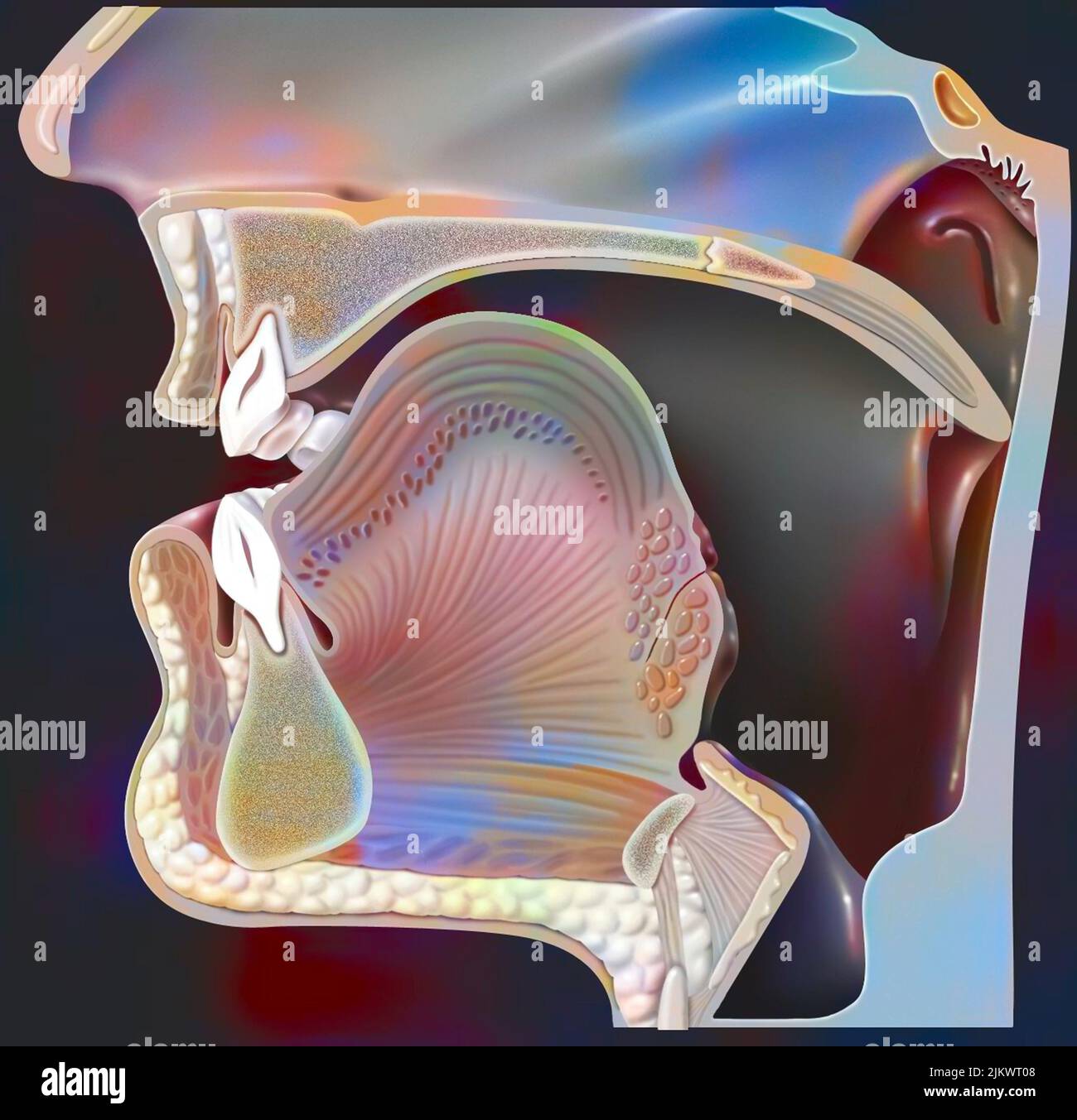 Anatomie de la langue humaine Banque de photographies et d’images à ...