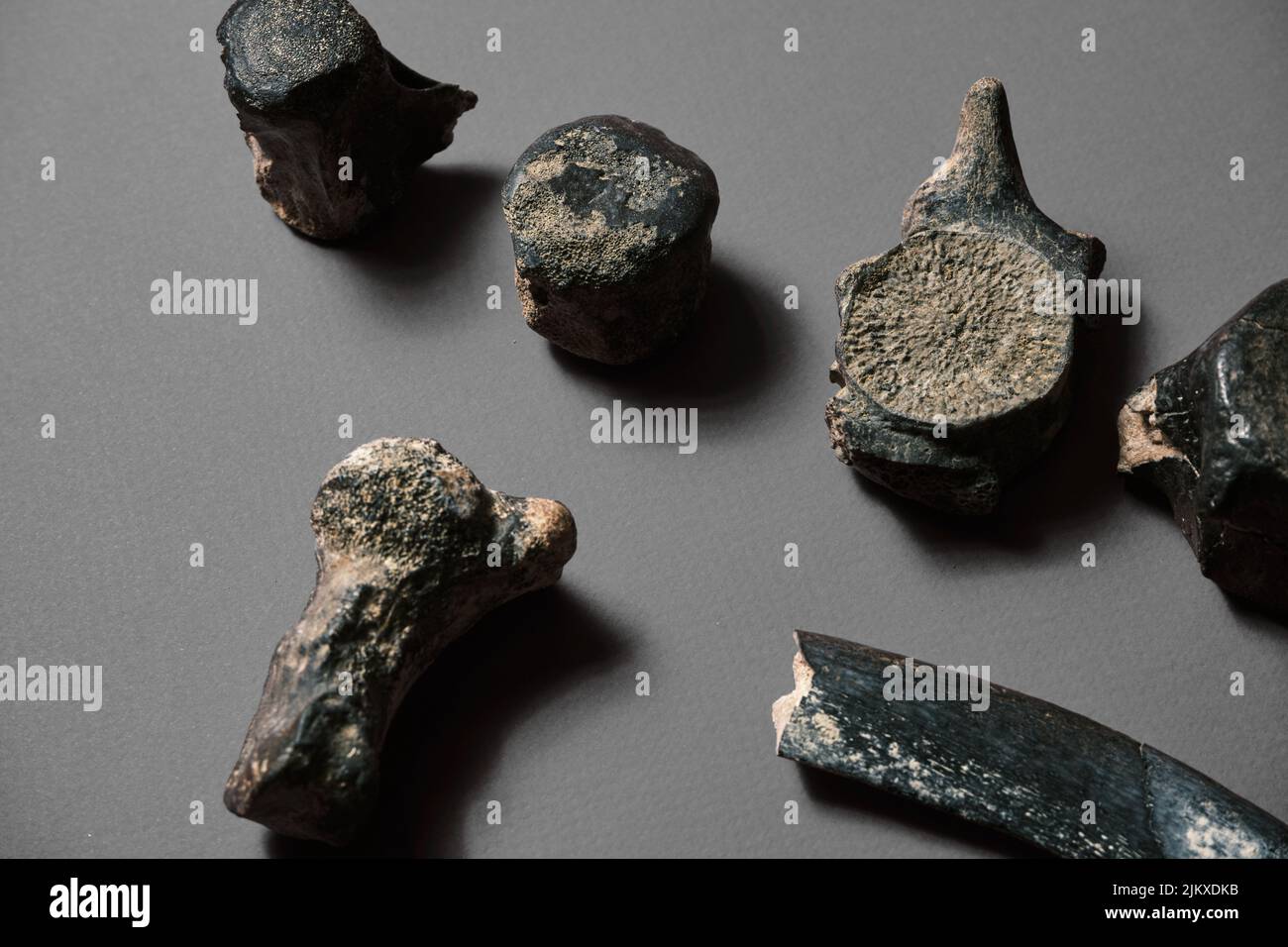 Os fossiles de la colonne vertébrale des dinosaures. Structure osseuse du squelette relique sur ...