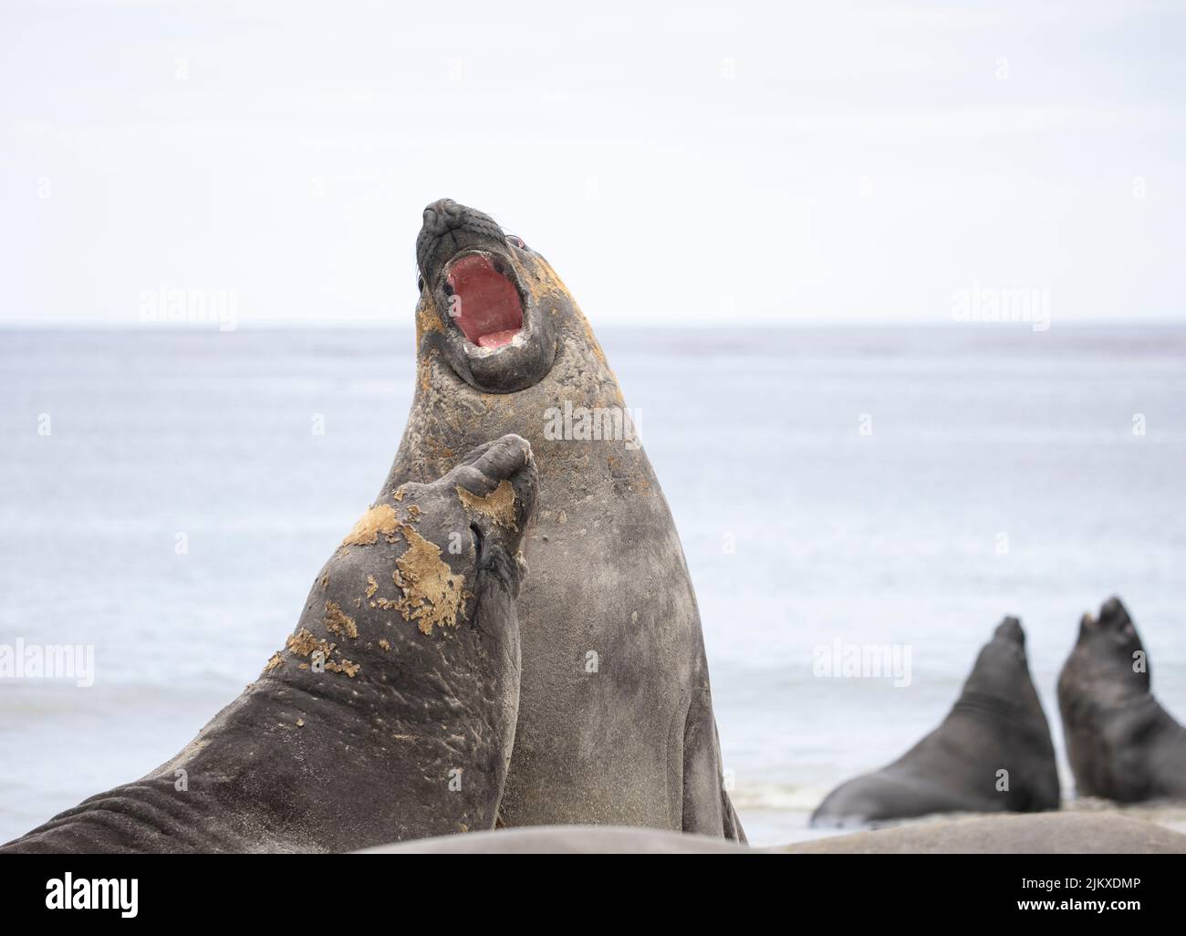 L'éléphant du sud (Mirounga leonina) est la plus grande des espèces de ...