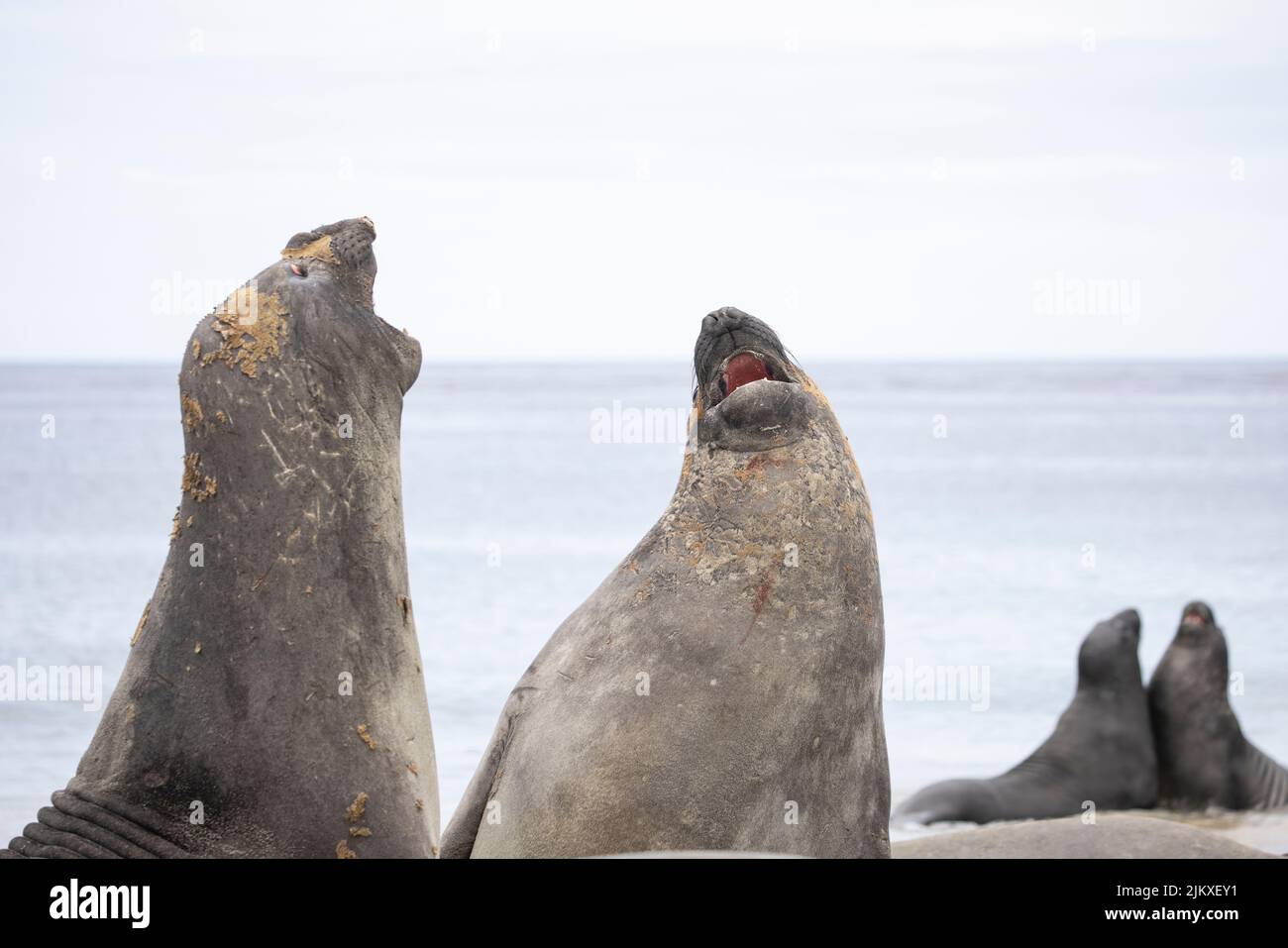 L'éléphant du sud (Mirounga leonina) est la plus grande des espèces de ...