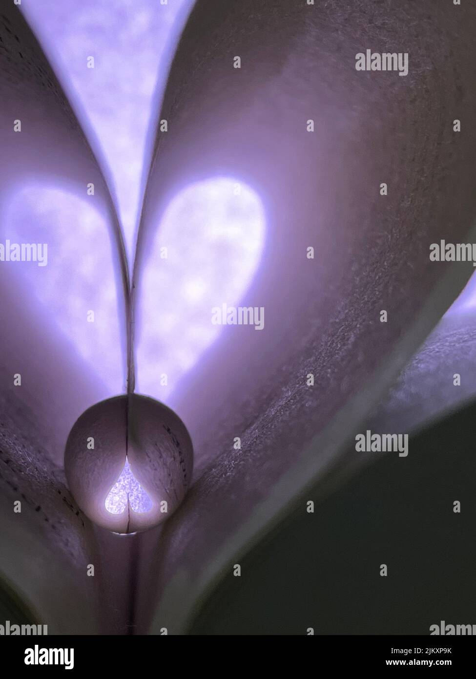 Reflet du coeur Banque de photographies et d’images à haute résolution ...