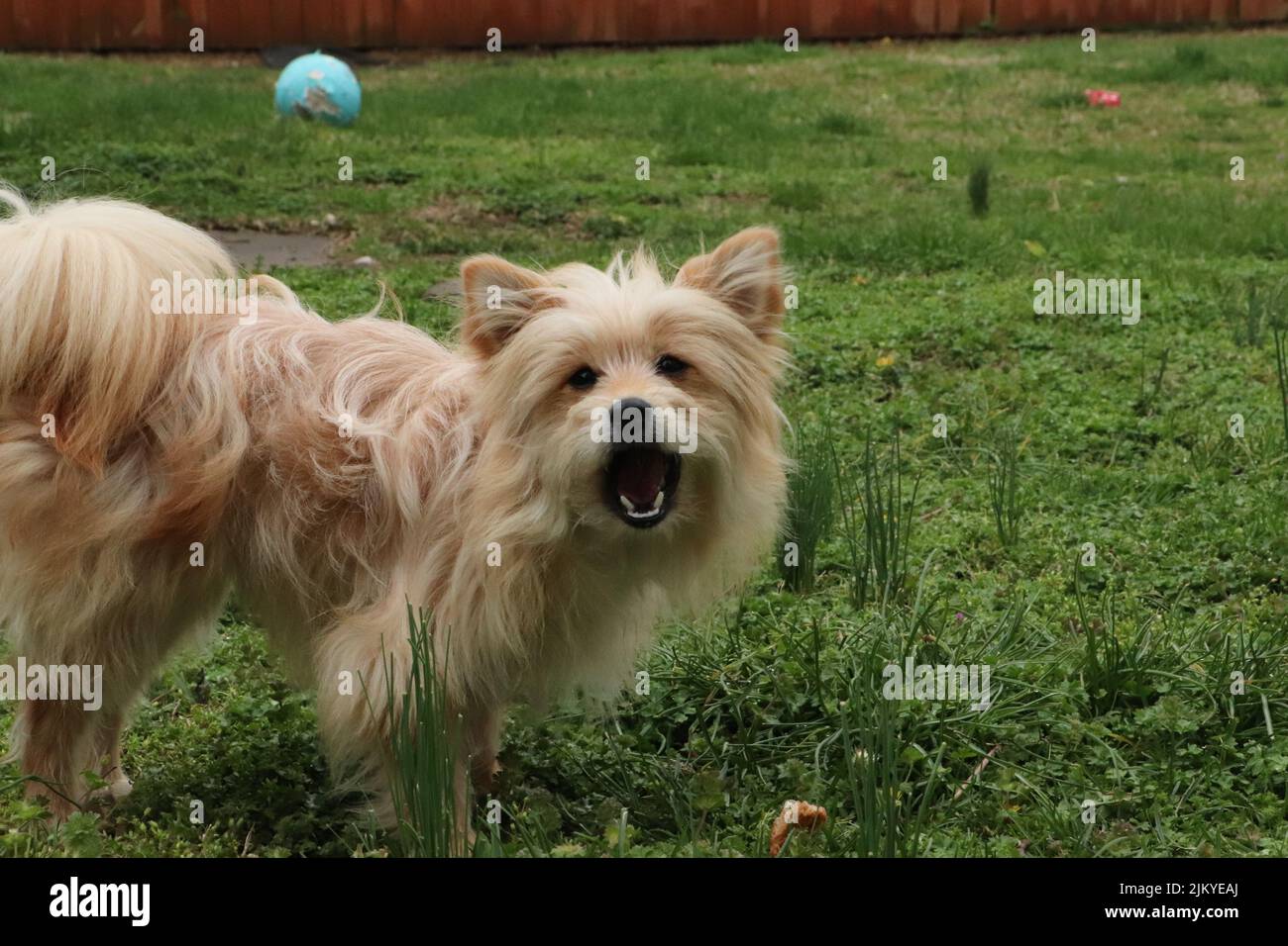 Australian furry animal Banque de photographies et d’images à haute ...