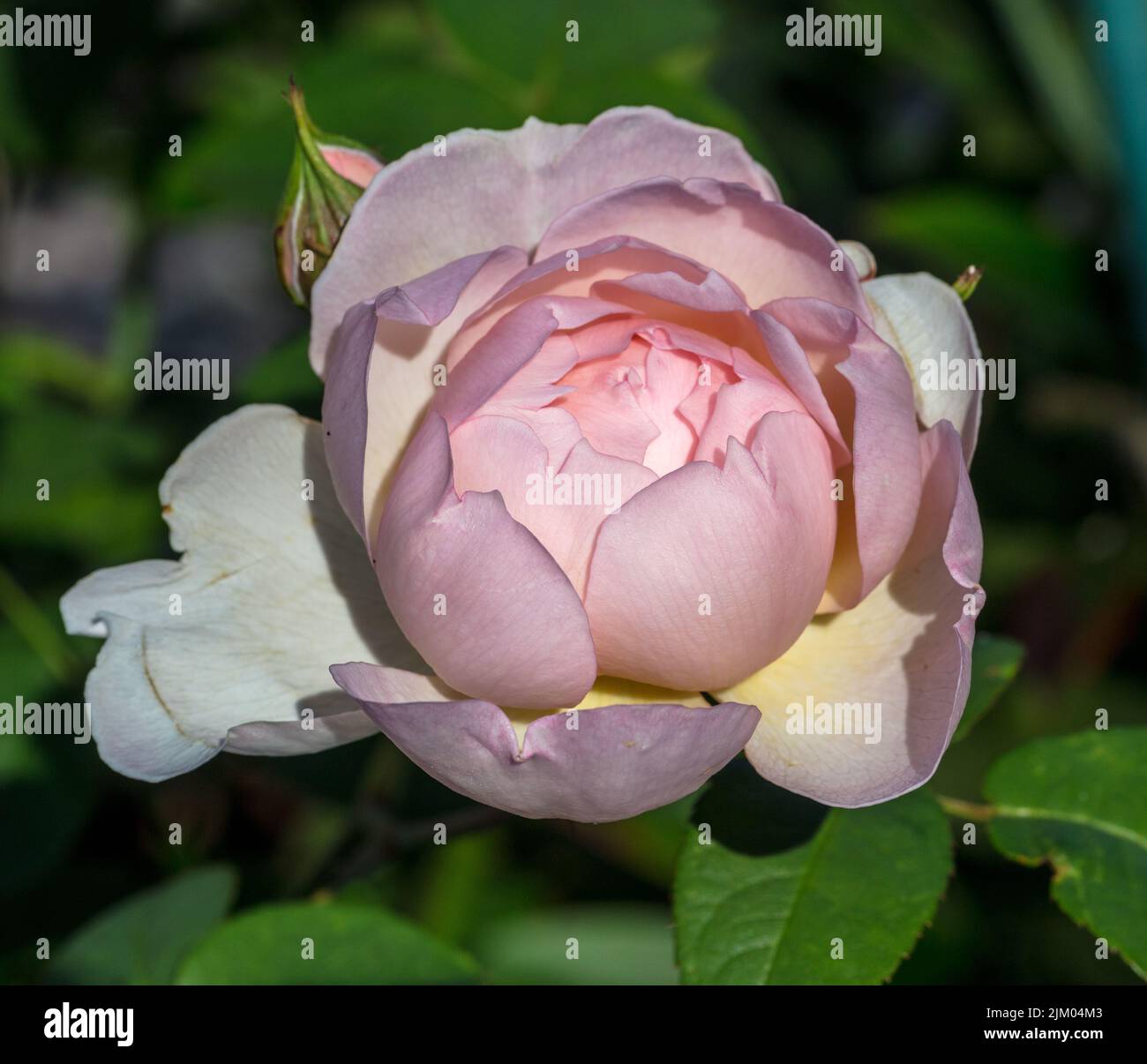 Rosa gentle hermione rose Banque de photographies et d’images à haute ...