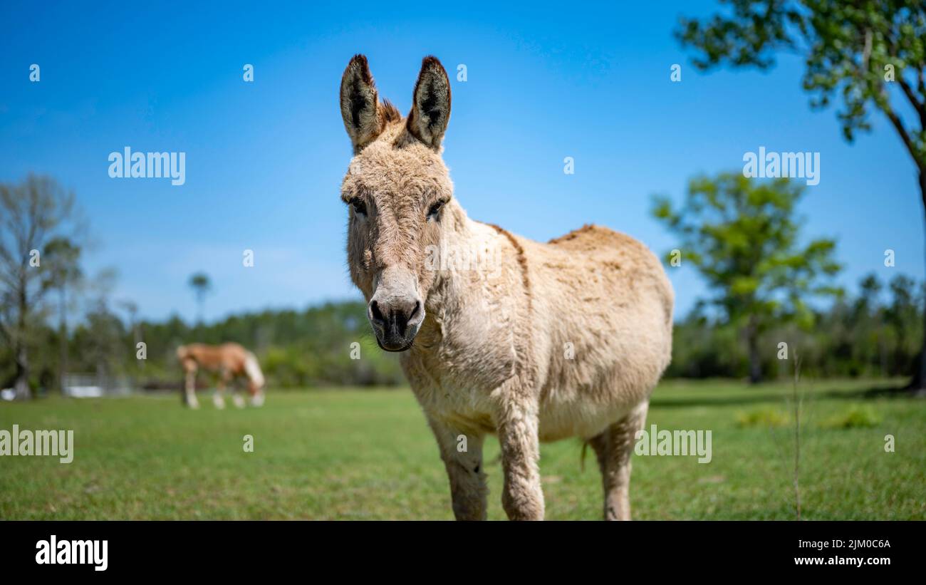 Cotentin donkey Banque de photographies et d’images à haute résolution ...