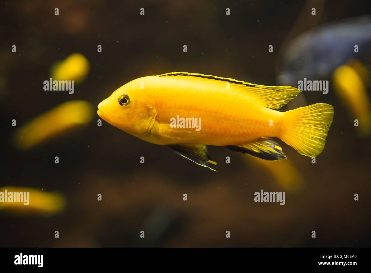 Yellow cichlid Banque de photographies et d’images à haute résolution ...