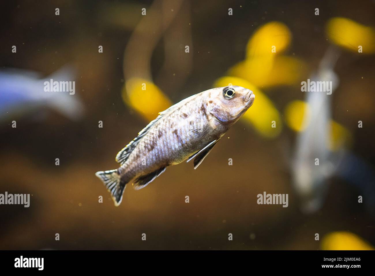 African cichlid Banque de photographies et d’images à haute résolution ...