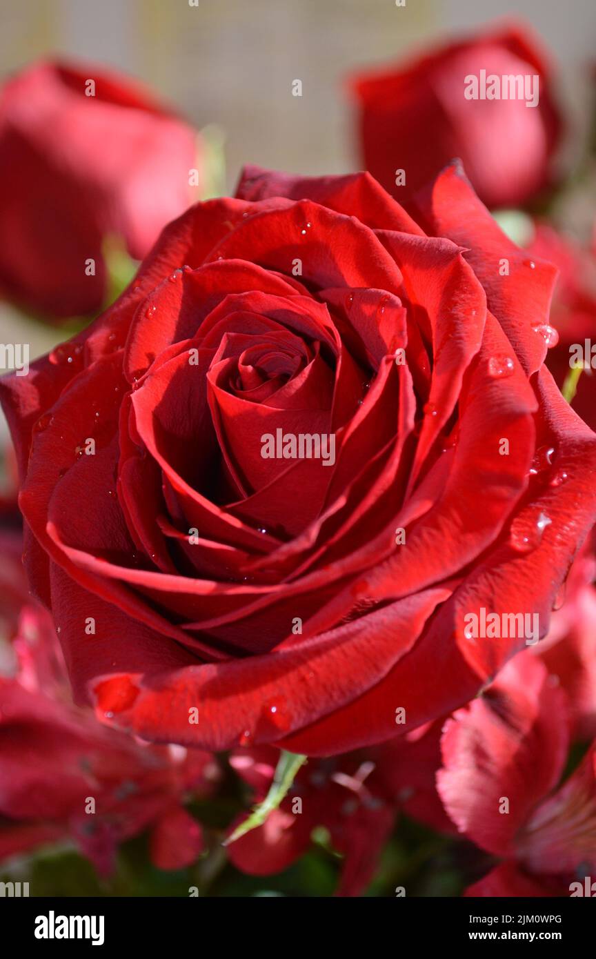 Fond d'écran rose rouge Banque de photographies et d’images à haute ...
