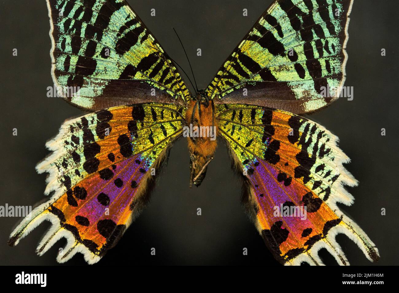 La Moth au coucher du soleil de Madagascar présente un affichage ...