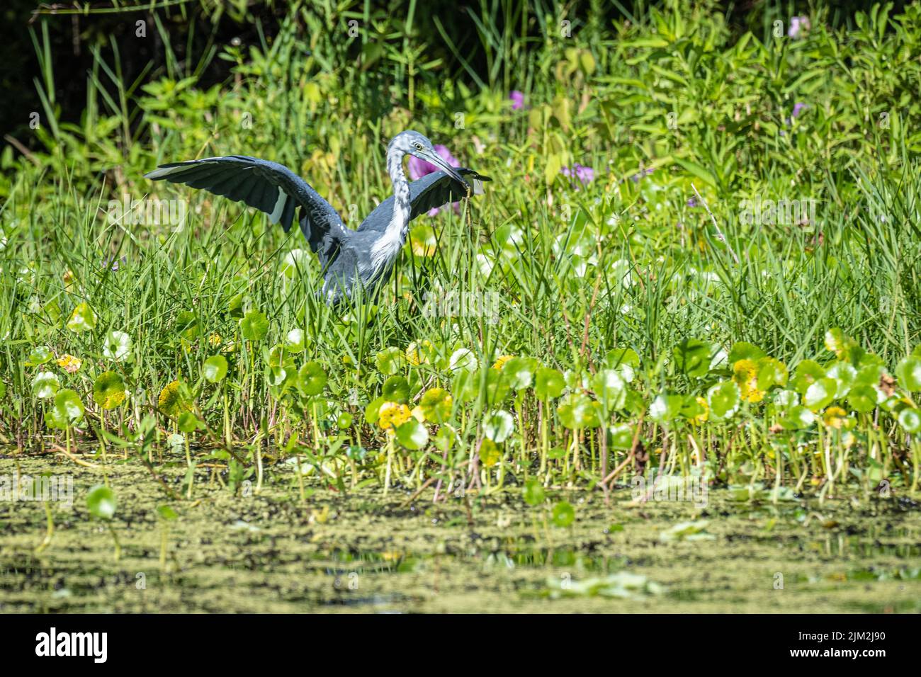 Petite plage de cherchell Banque de photographies et d’images à haute ...
