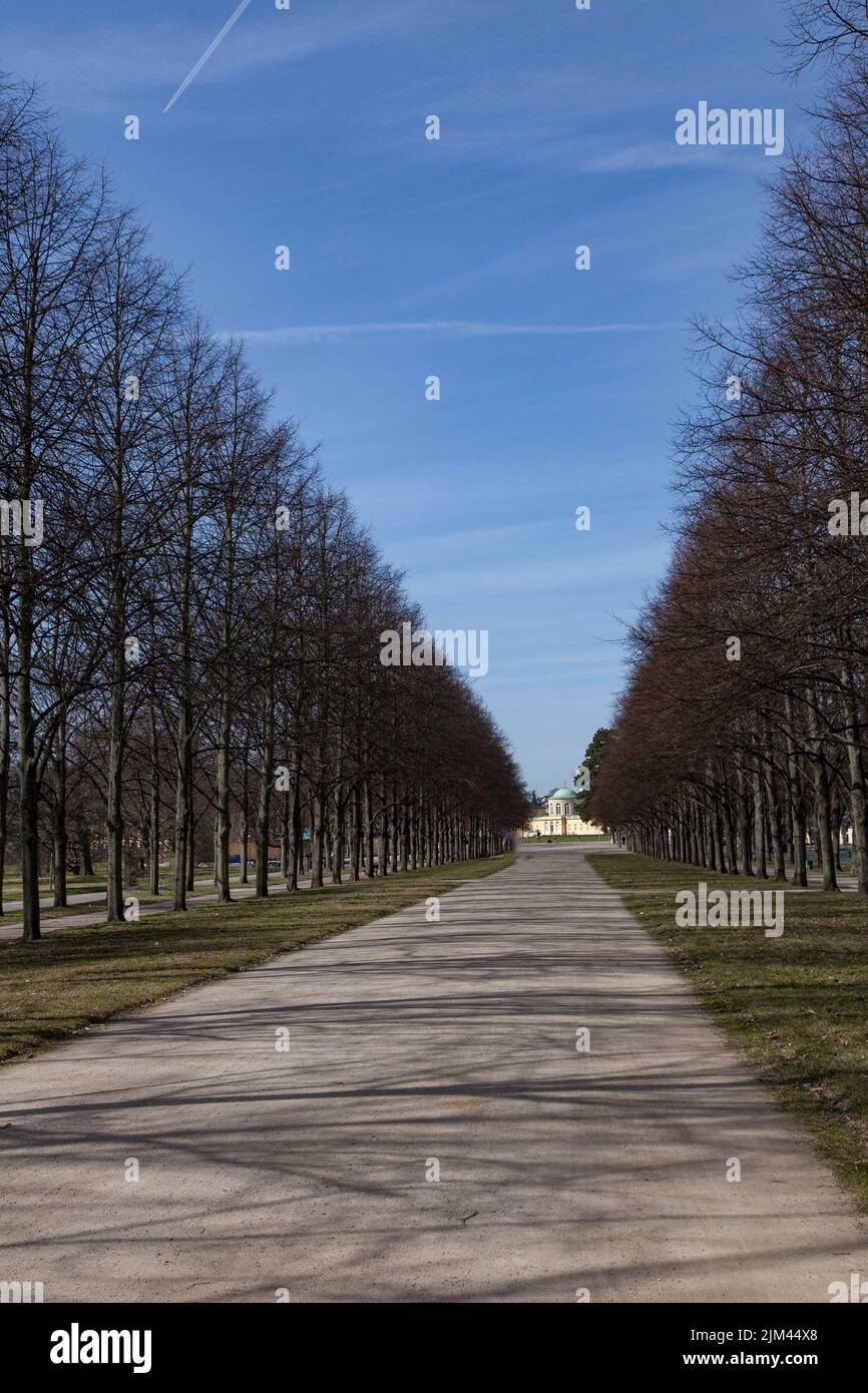 Une route étroite et longue entourée de grands arbres sans feuilles ...